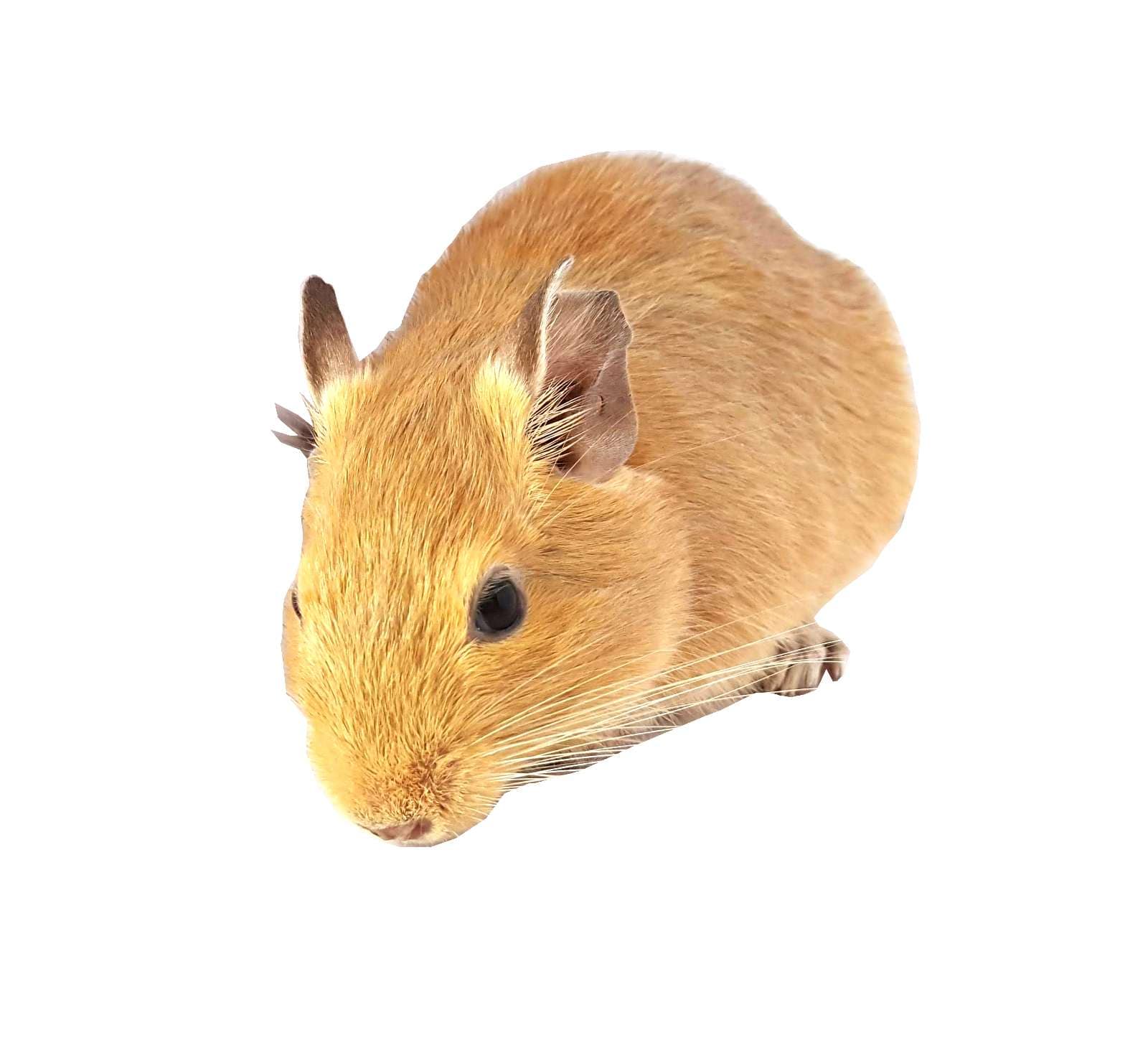 Totally Degu - Fun stuff for small pets. | Pet supplies for rodents