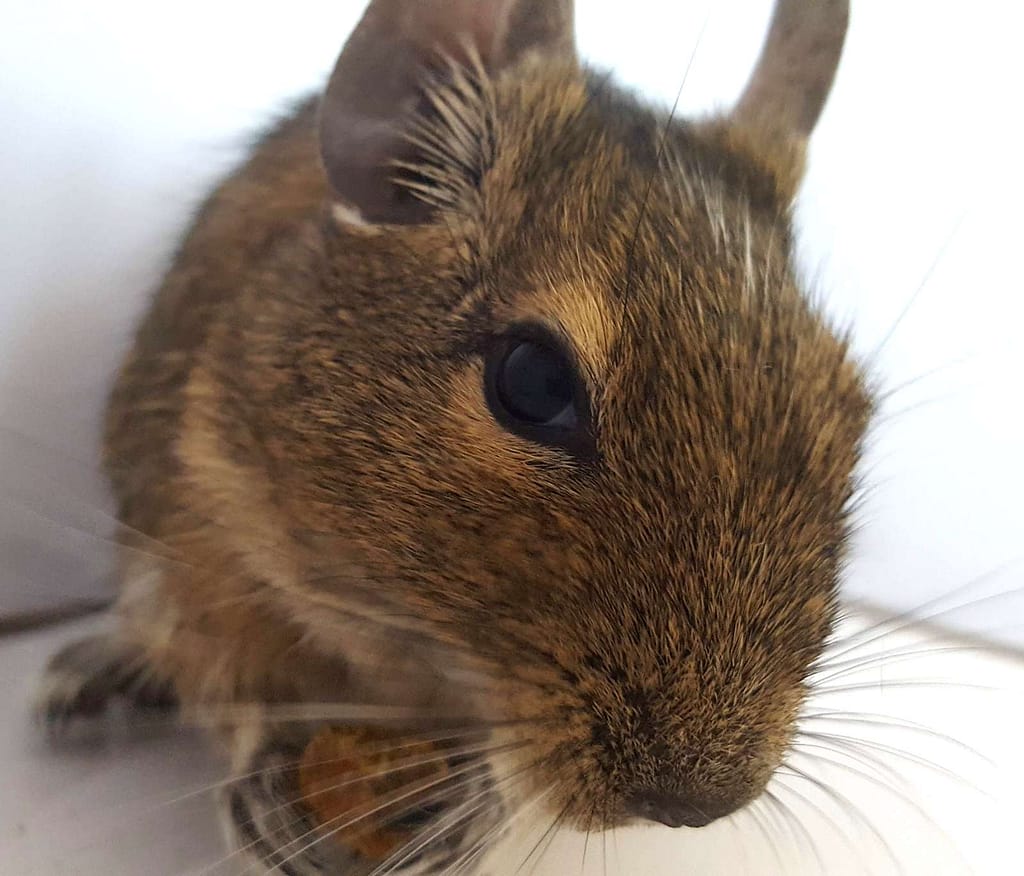 About Totally Degu | Totally Degu - Fun stuff for small pets.