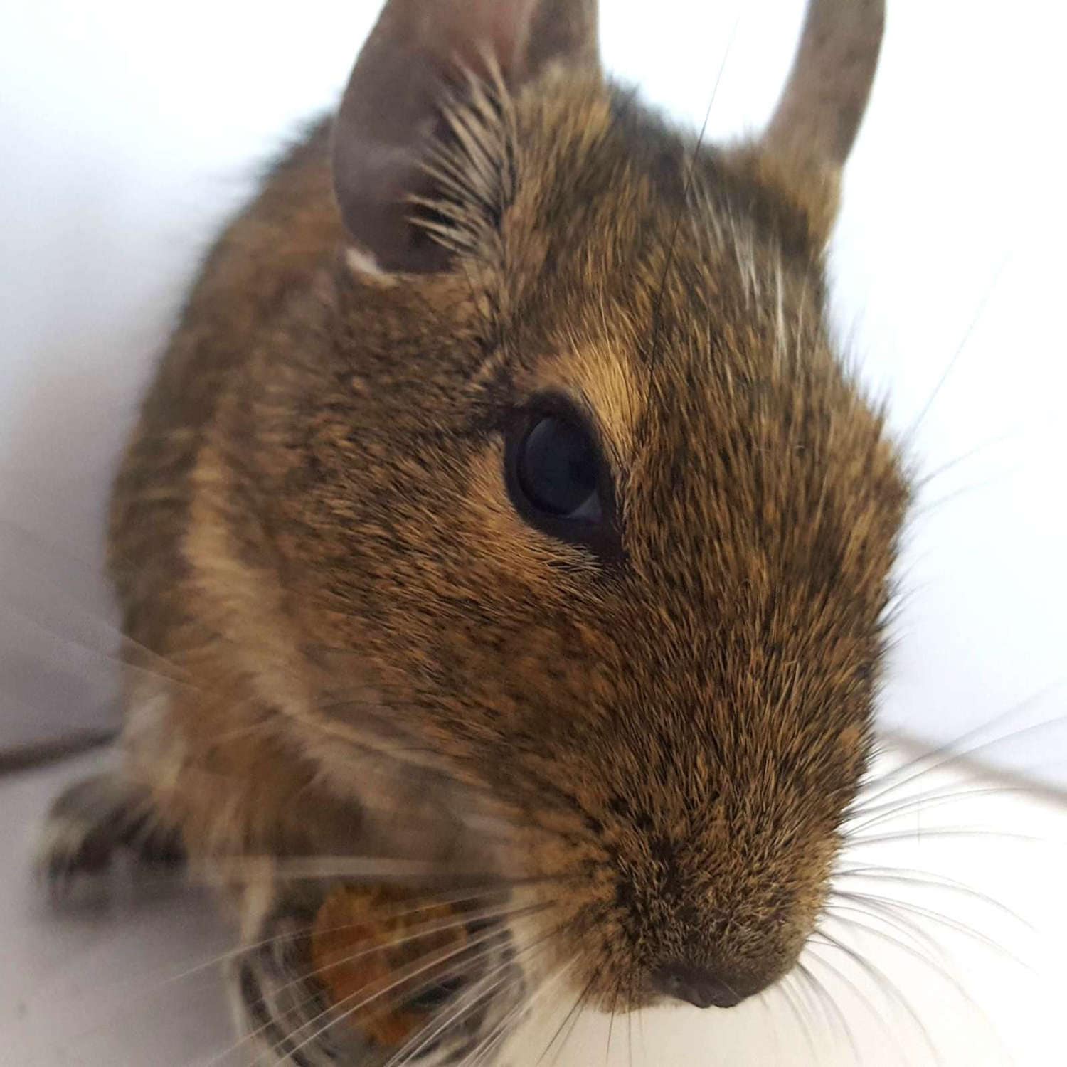 Totally Degu - Fun stuff for small pets. | Pet supplies for rodents