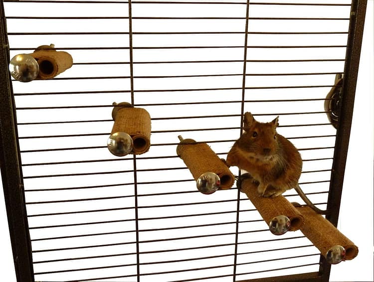 Totally Degu Step - One pack | Totally Degu - Fun stuff for small pets.