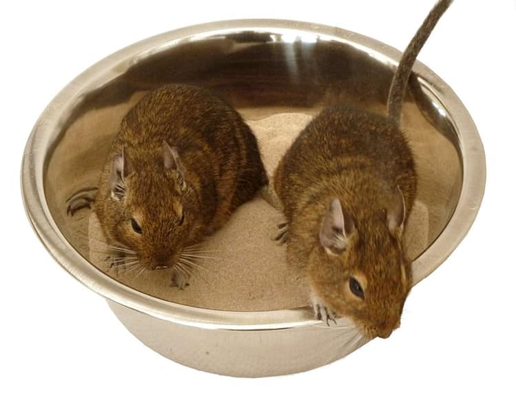 Totally Degu Bathing Bowl & 1kg of Bathing Sand | Totally Degu - Fun ...