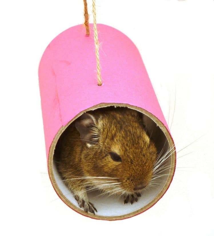 Totally Degu chewchewbs - Choice of colours | Totally Degu - Fun stuff ...