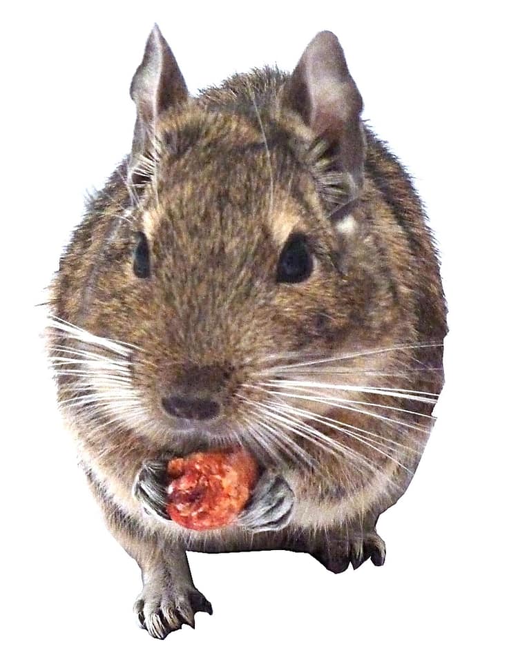 Totally Degu Beetroot Bites - Two pack | Totally Degu - Fun stuff for ...